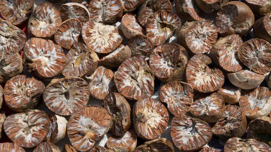 Supari (betel nut) – Pump Industry